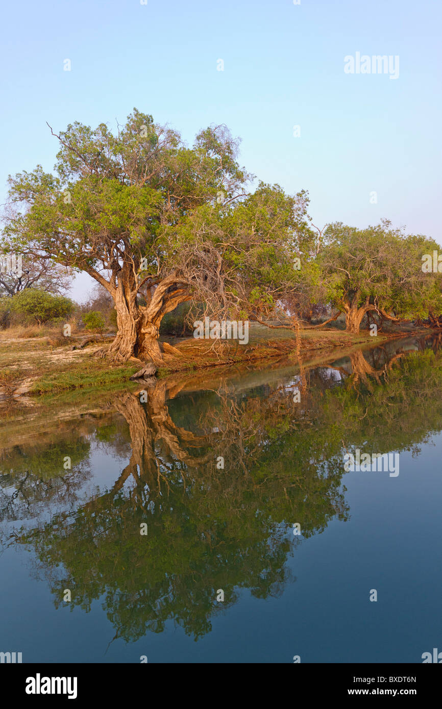 Water berry trees (Syzygium cordatum) line the banks of the Zambezi ...