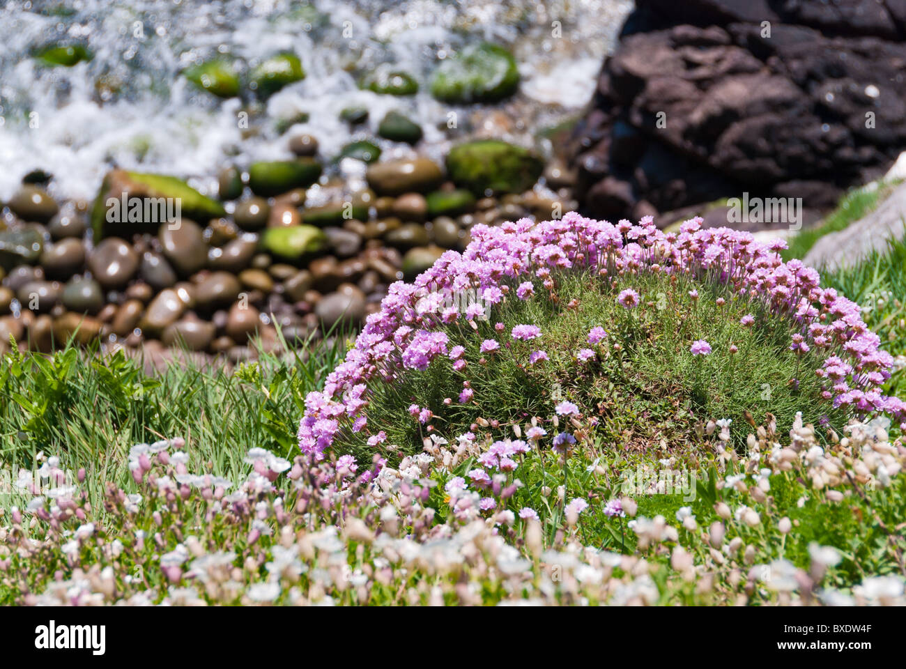 Island sea cliffs thrift pink hi-res stock photography and images - Alamy