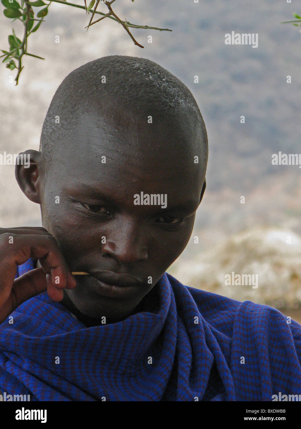 A young Maasai warrior watches his charges intently at the village of ...