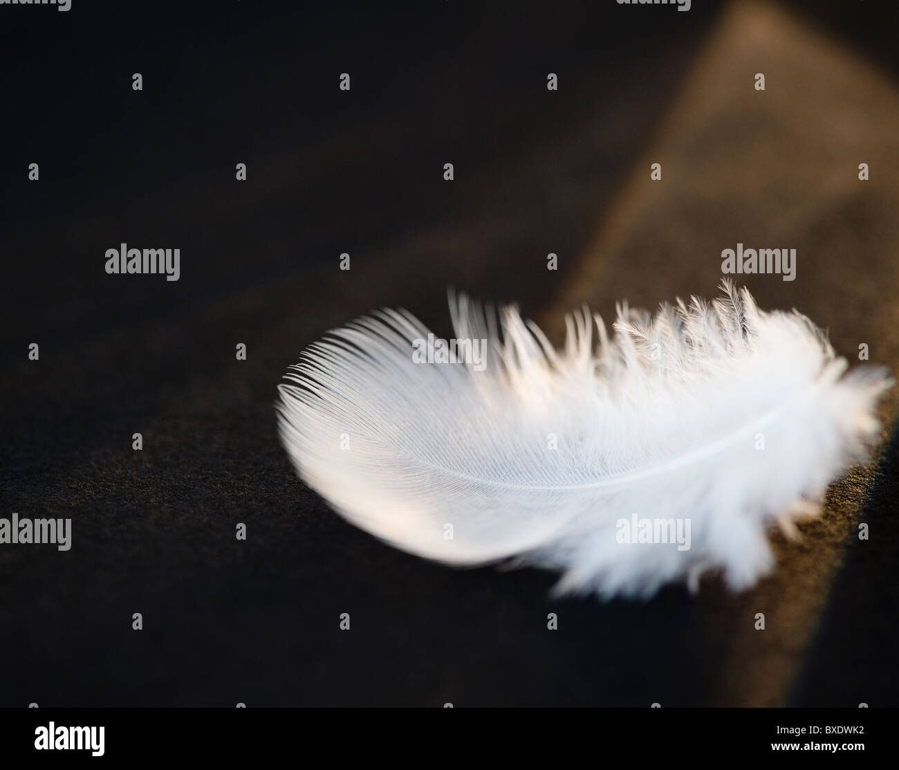 Small black and white feather hi-res stock photography and images - Alamy