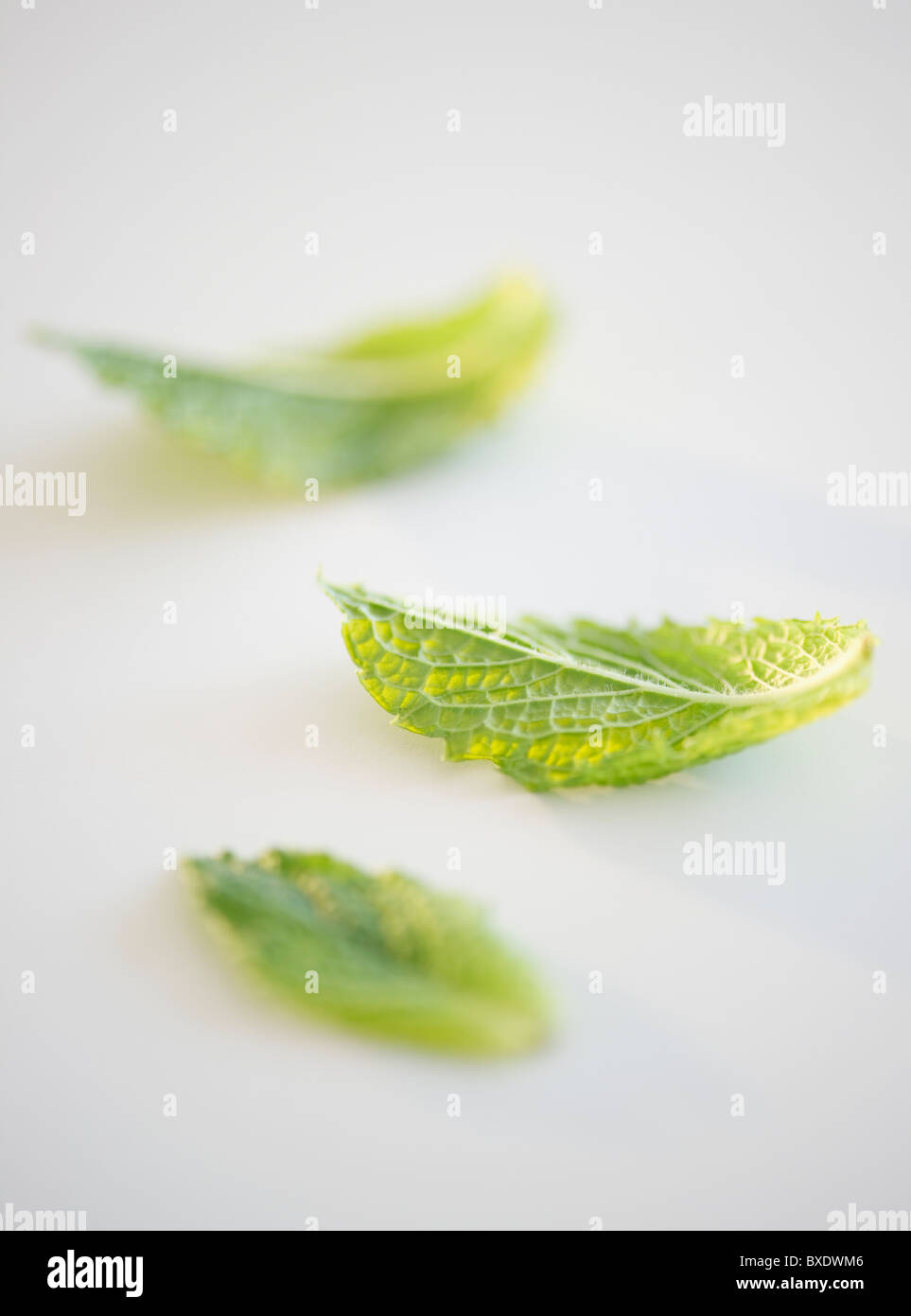 Closeup view mint leaves hi-res stock photography and images - Alamy