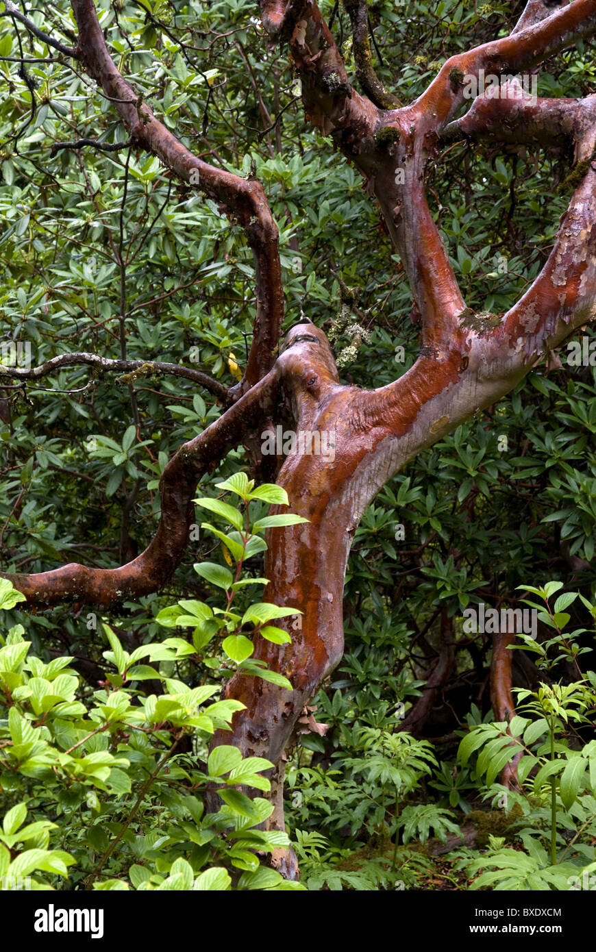 Wet rhododendron tree trunk after a rain shower, Langtang Valley, near ...