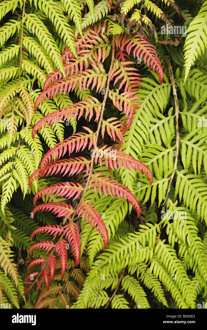 Red fern hi-res stock photography and images - Alamy