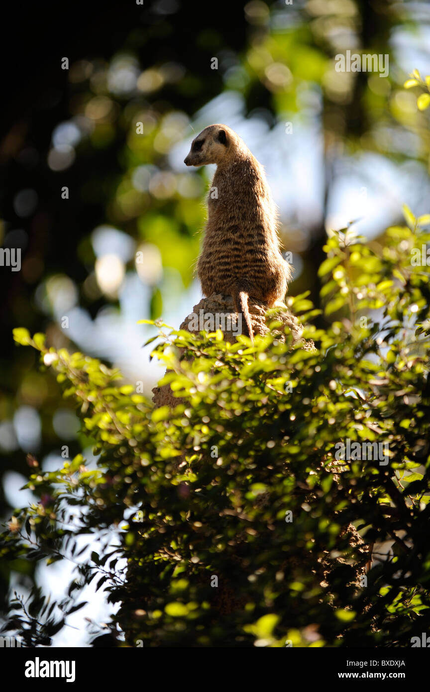 Meerkat Manor Family Tree