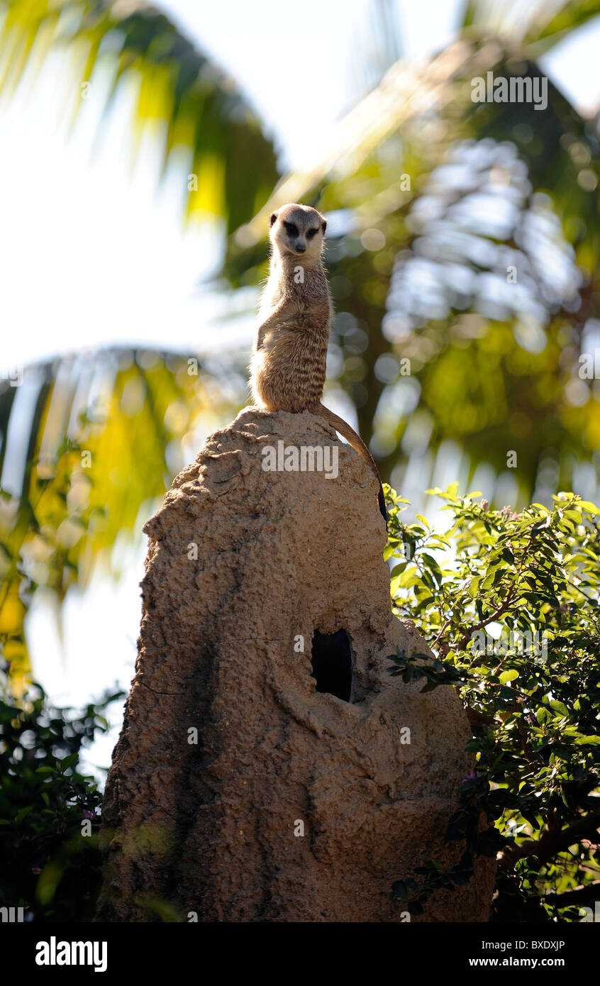 Meerkats protecting hi-res stock photography and images - Alamy