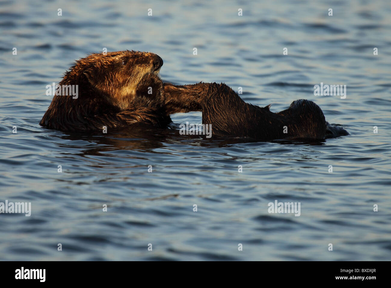 A Sea Otter grooming its hind foot Stock Photo - Alamy