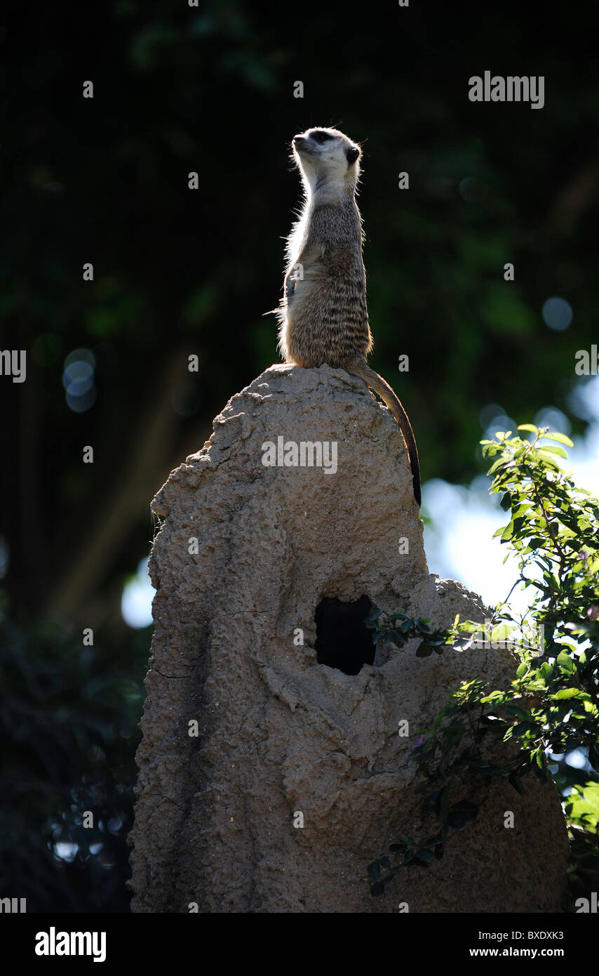 A meerkat, member of mongoose family, keeps guard atop his den ...