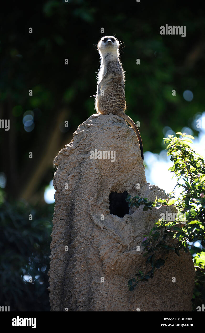 Meerkat Manor Family Tree