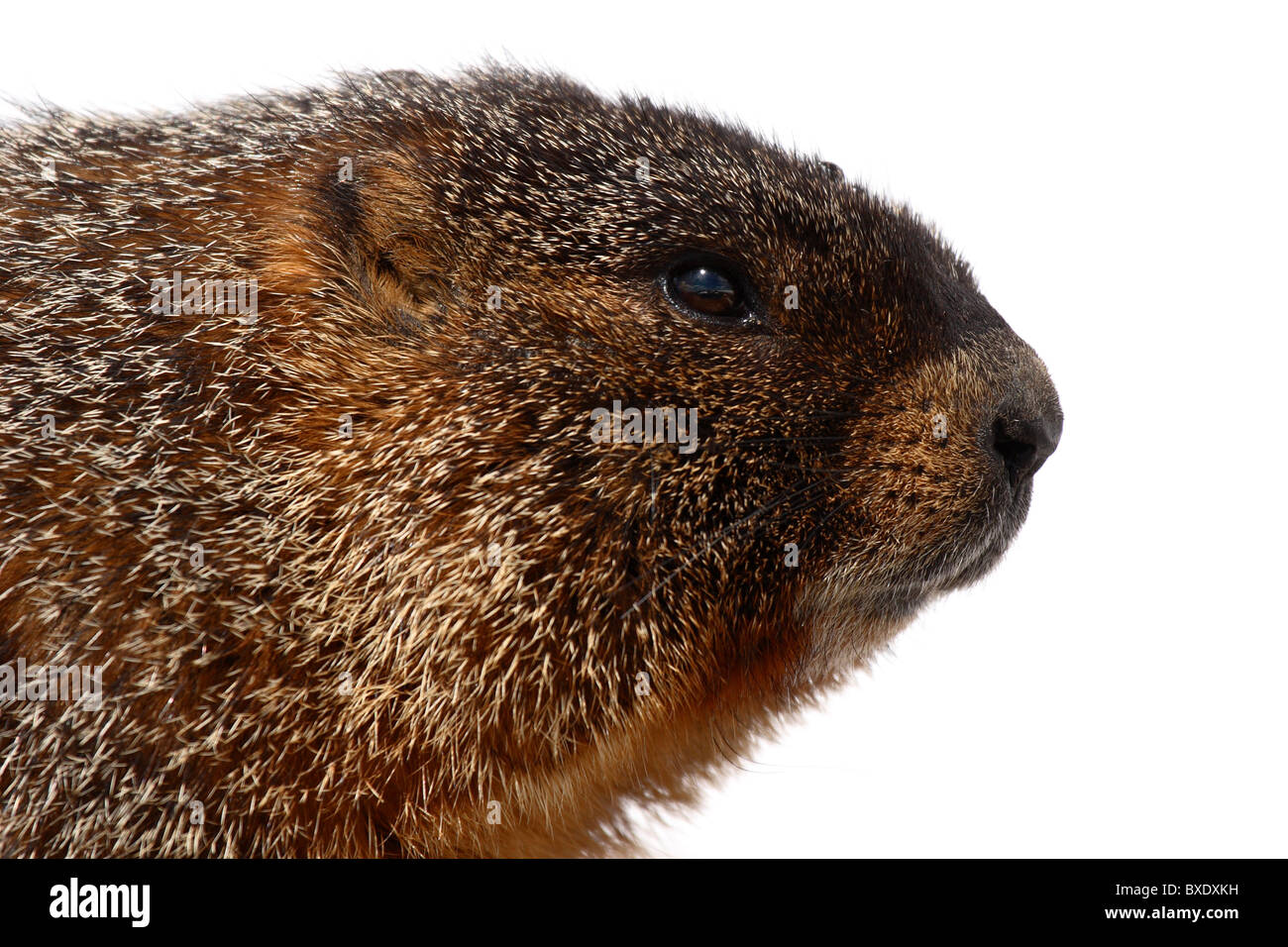 A Marmot portrait against a background of snow Stock Photo - Alamy