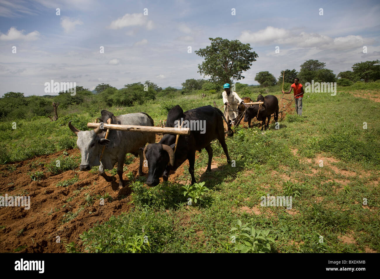 Yoke Of Oxen Stock Photos & Yoke Of Oxen Stock Images - Alamy