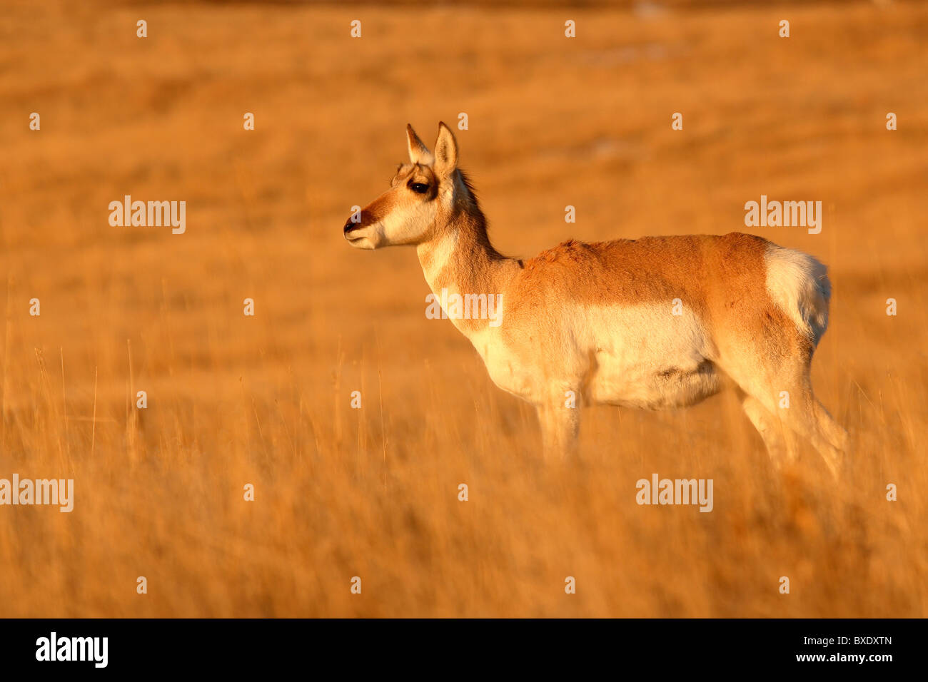 A Pronghorn Antelope on a vast prairie Stock Photo - Alamy