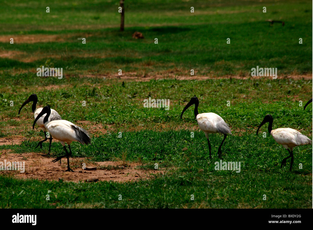 Ibis birds hi-res stock photography and images - Alamy