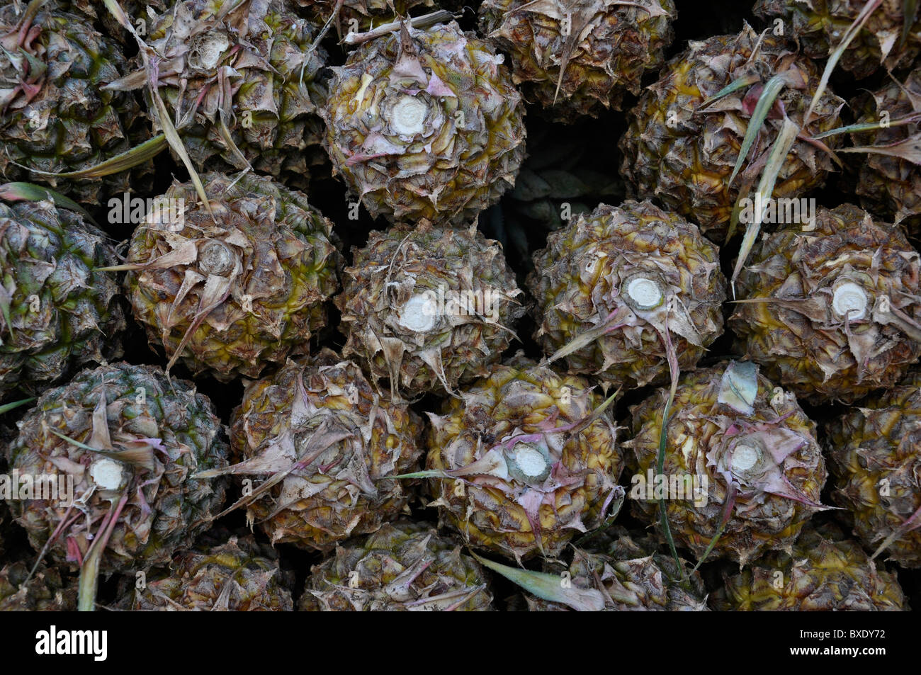 Pine apple fruit hi-res stock photography and images - Alamy