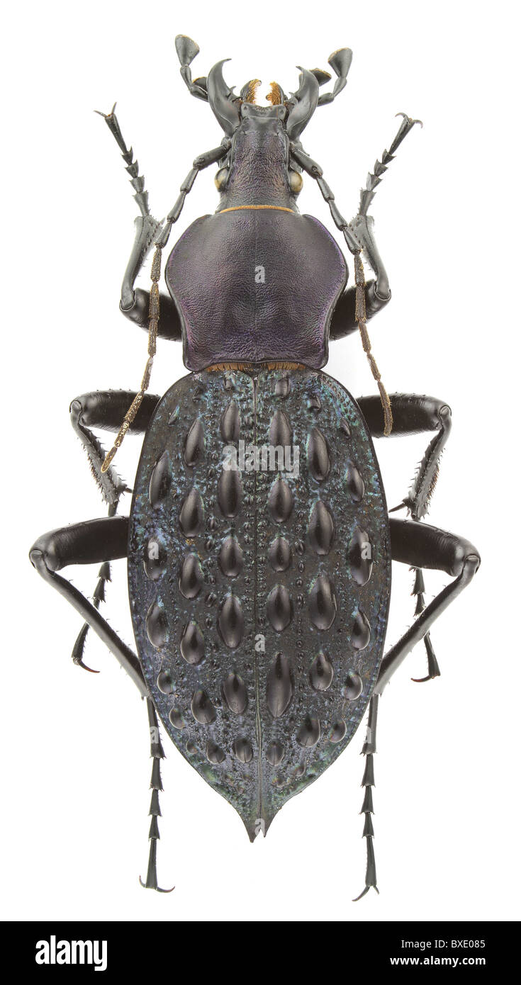 Carabus pustulifer isolated on a white background Stock Photo - Alamy