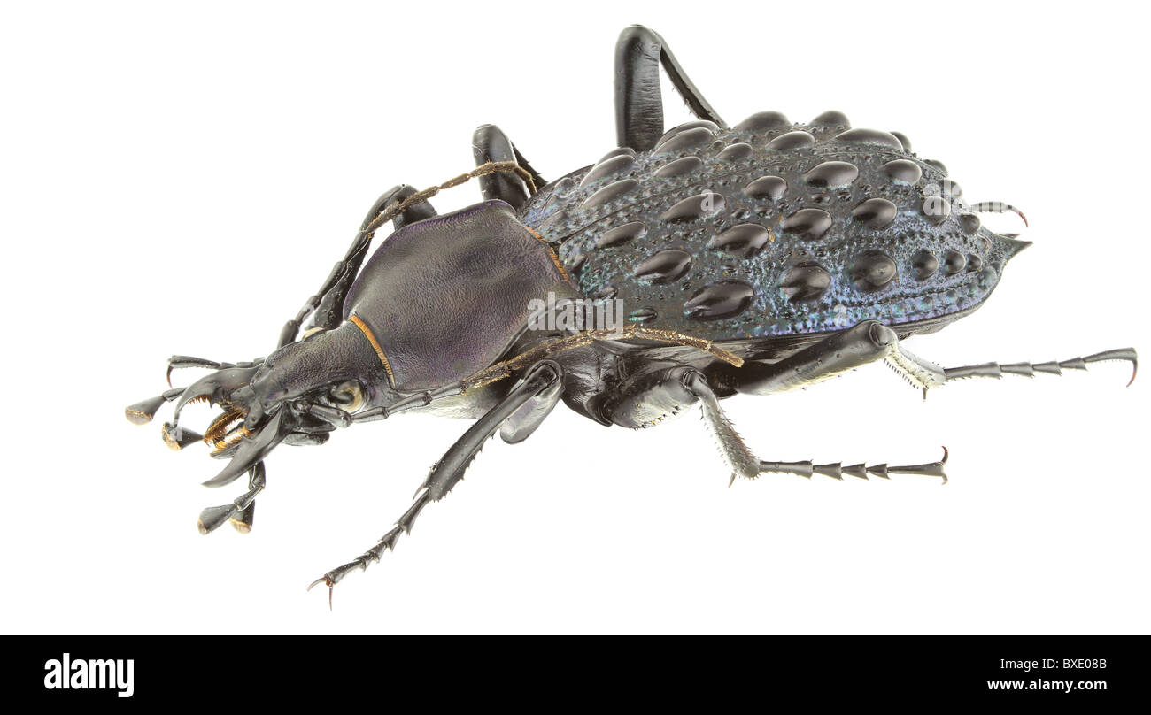 Carabus pustulifer hi-res stock photography and images - Alamy