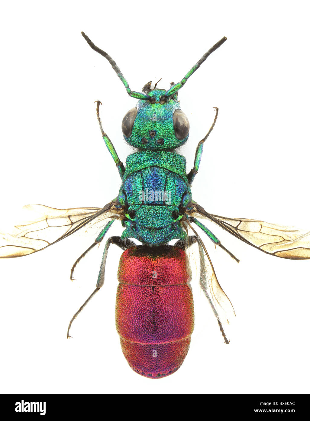 Chrysura refulgens (Cucko Wasp, jewel wasp) isolated on a white ...