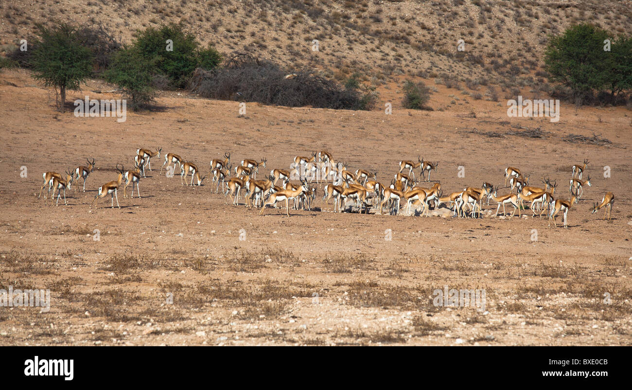 Springbok drinking herd hi-res stock photography and images - Alamy