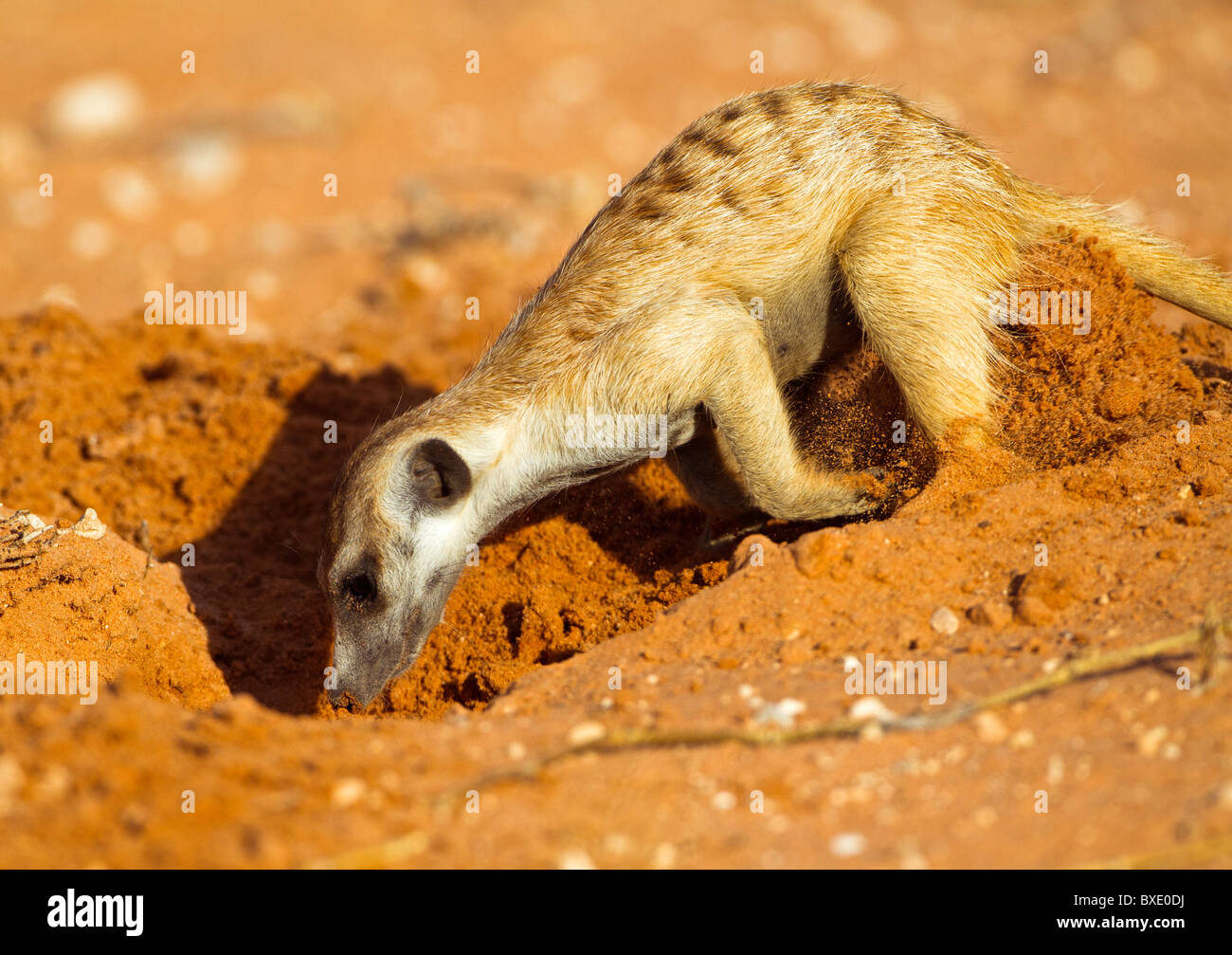 Meerkat digging hi-res stock photography and images - Alamy