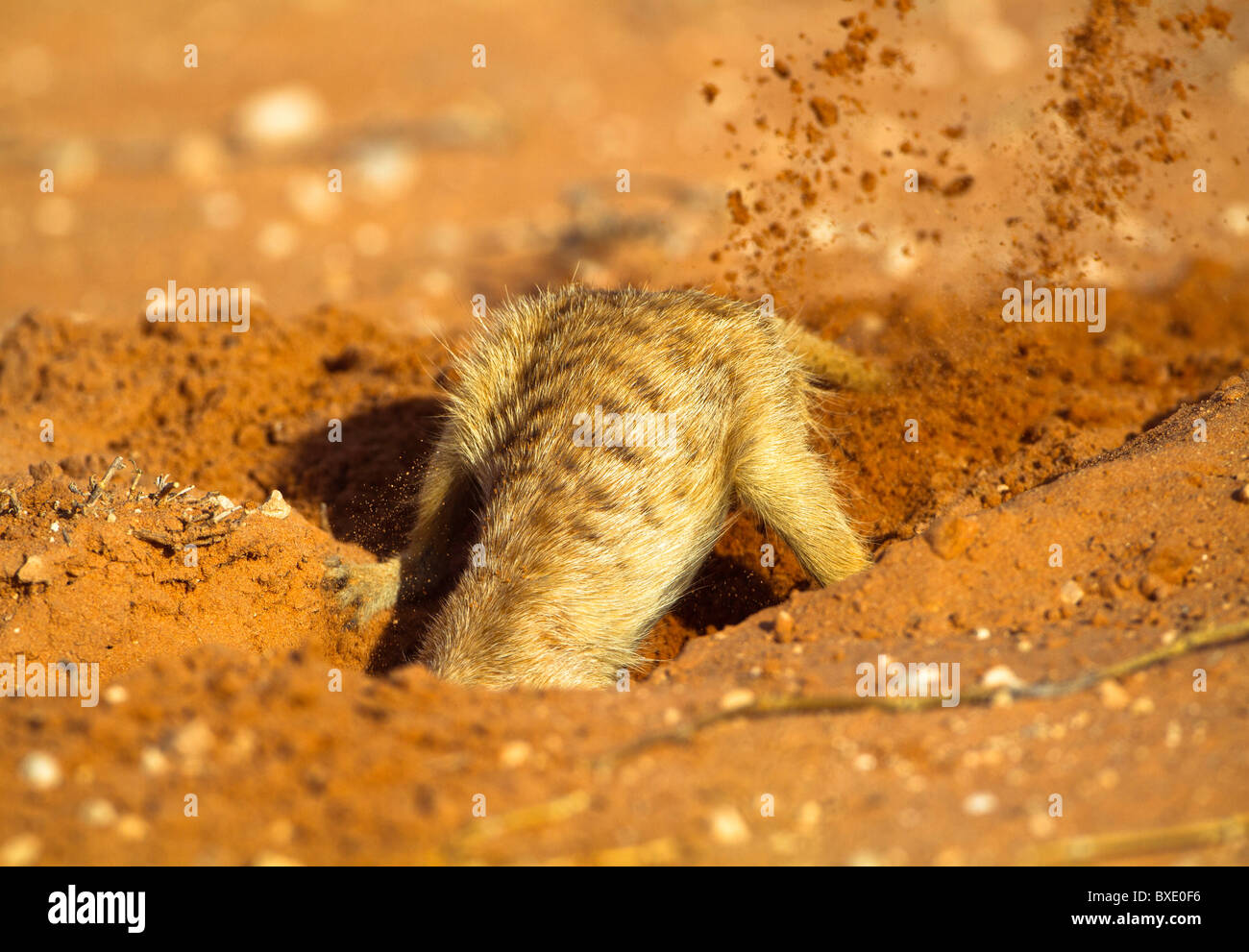 Meerkat digging hi-res stock photography and images - Alamy
