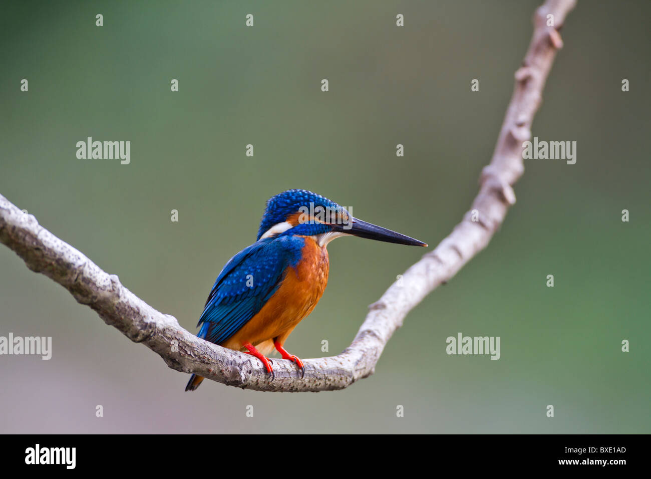 Very sharp image of a Common Kingfisher Alcedo atthis taprobana ...