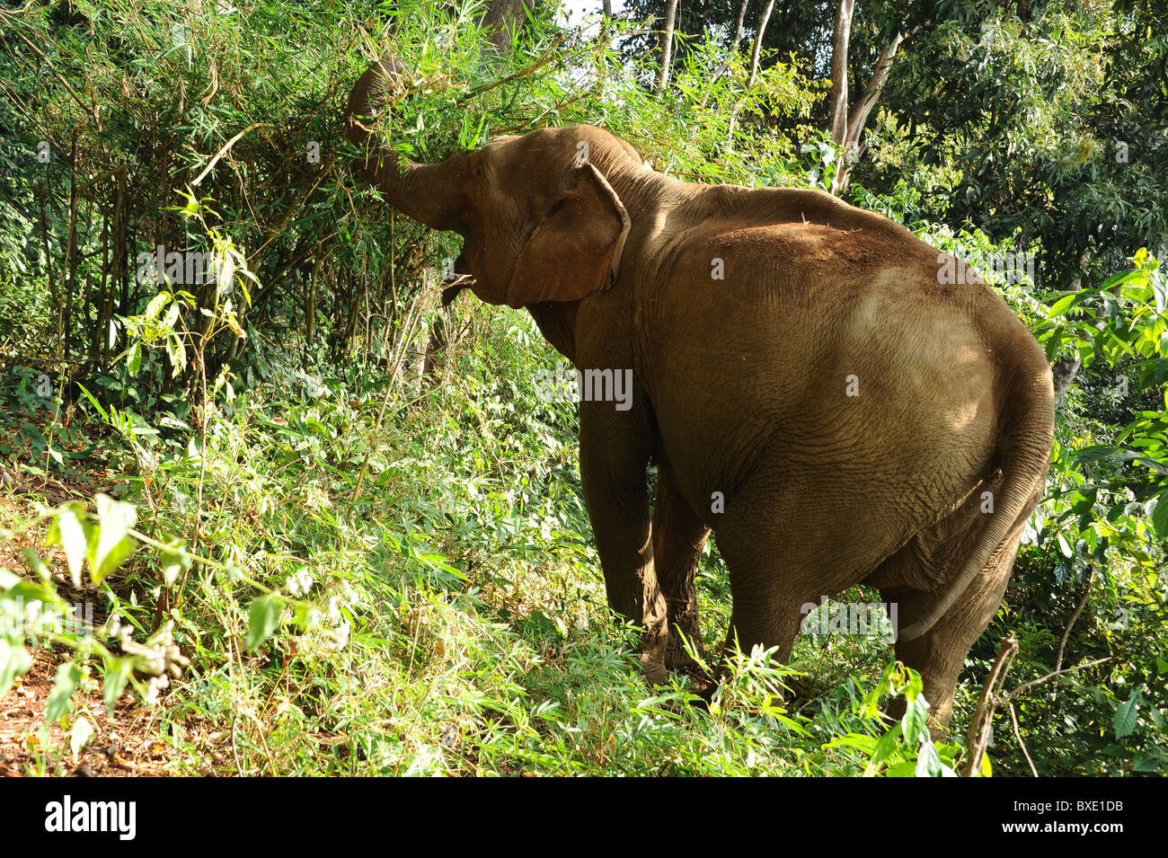 elephant eating branches in the forest Stock Photo - Alamy