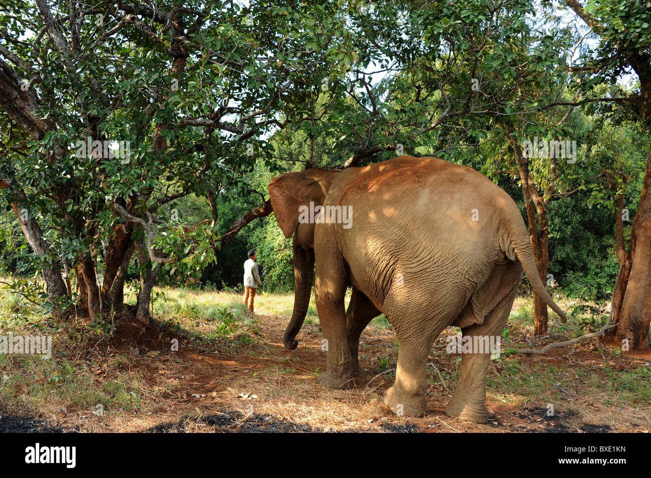 Elephant walking down a path following the mahout in the sanctuary ...