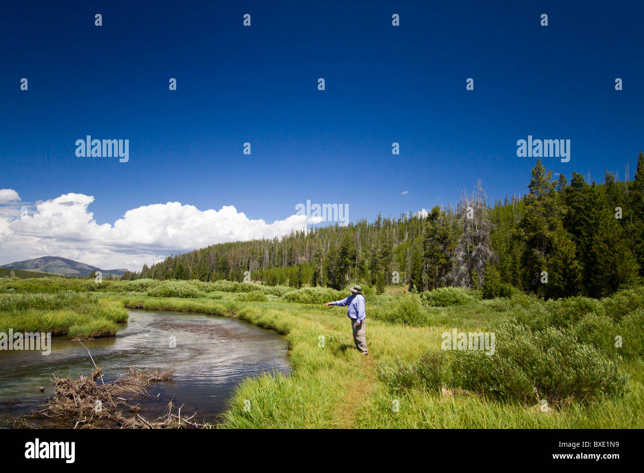 Fly Fishing on a small river in Yellowstone National Park, USA Stock ...