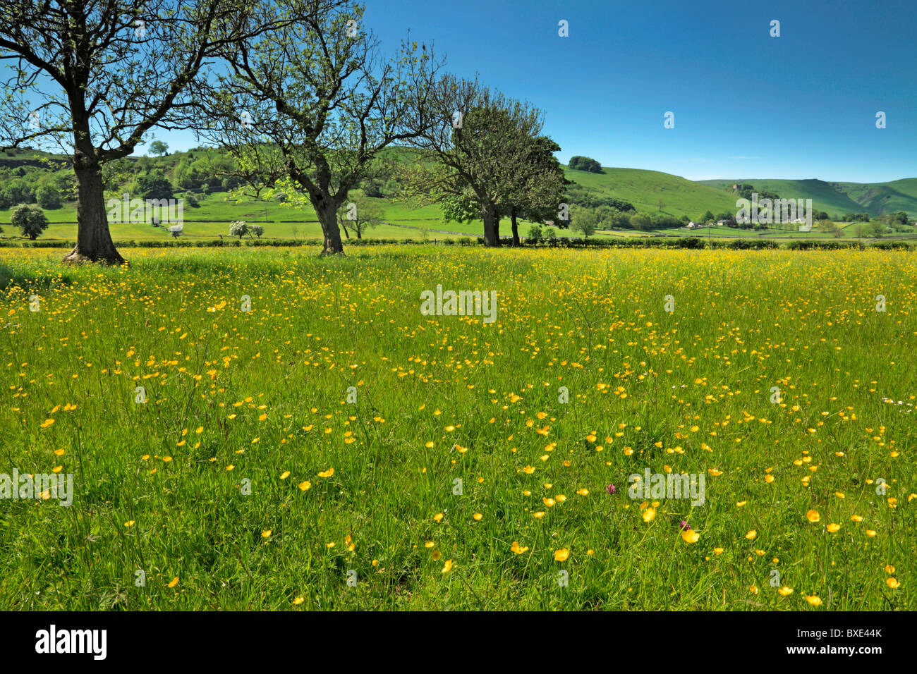 Buttercup field near Castletown, Dark Peak, The Peak District ...