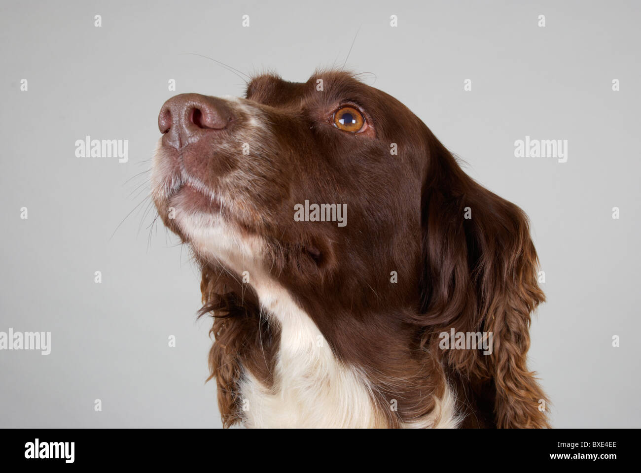 English springer spaniel (a working gun dog Stock Photo - Alamy