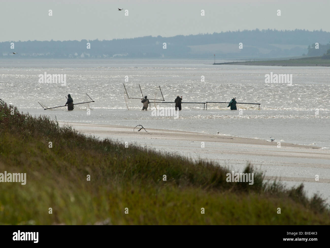 Haaf netting for Salmon on River Nith estuary Glencaple, Dumfires and ...