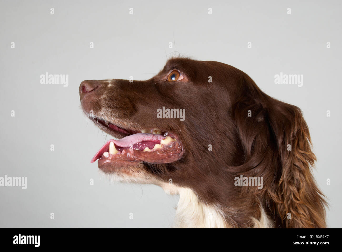 English springer spaniel (a working gun dog Stock Photo - Alamy