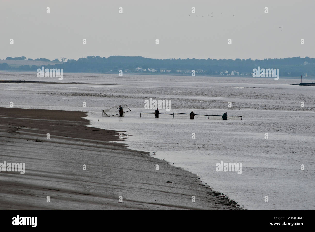 4 fishermen Haaf nets flood tide Salmon on River Nith estuary Glencaple ...