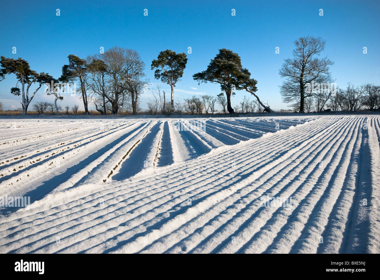Line of trees in winter against a blue sky. Snow covered ploughed field ...