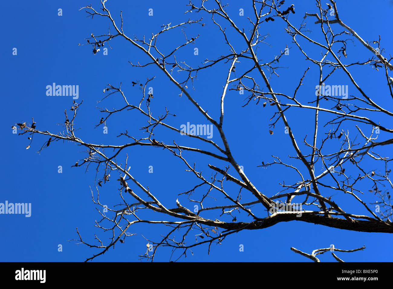 Tree , branches Stock Photo - Alamy