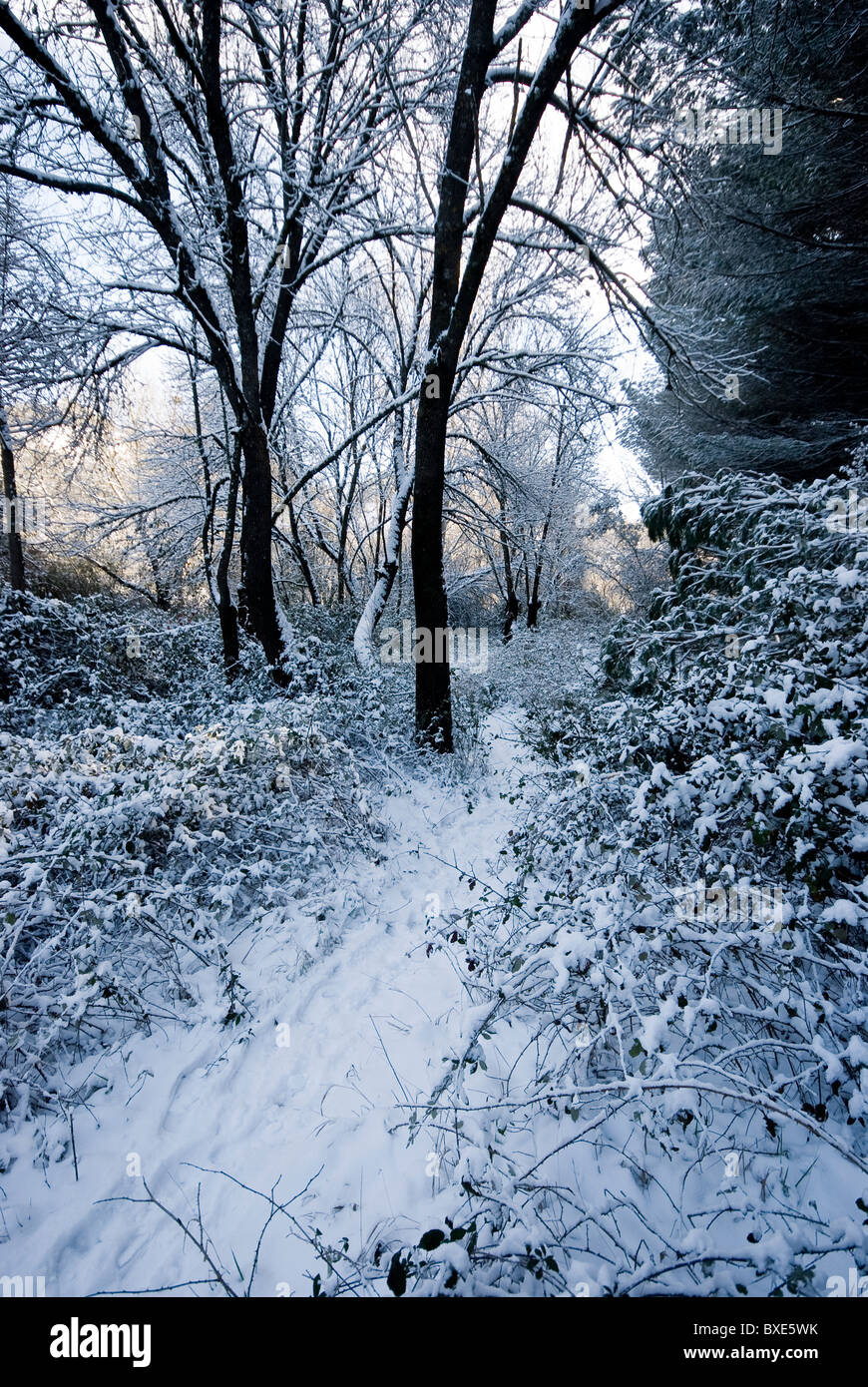 Enchanted Snow Scenes