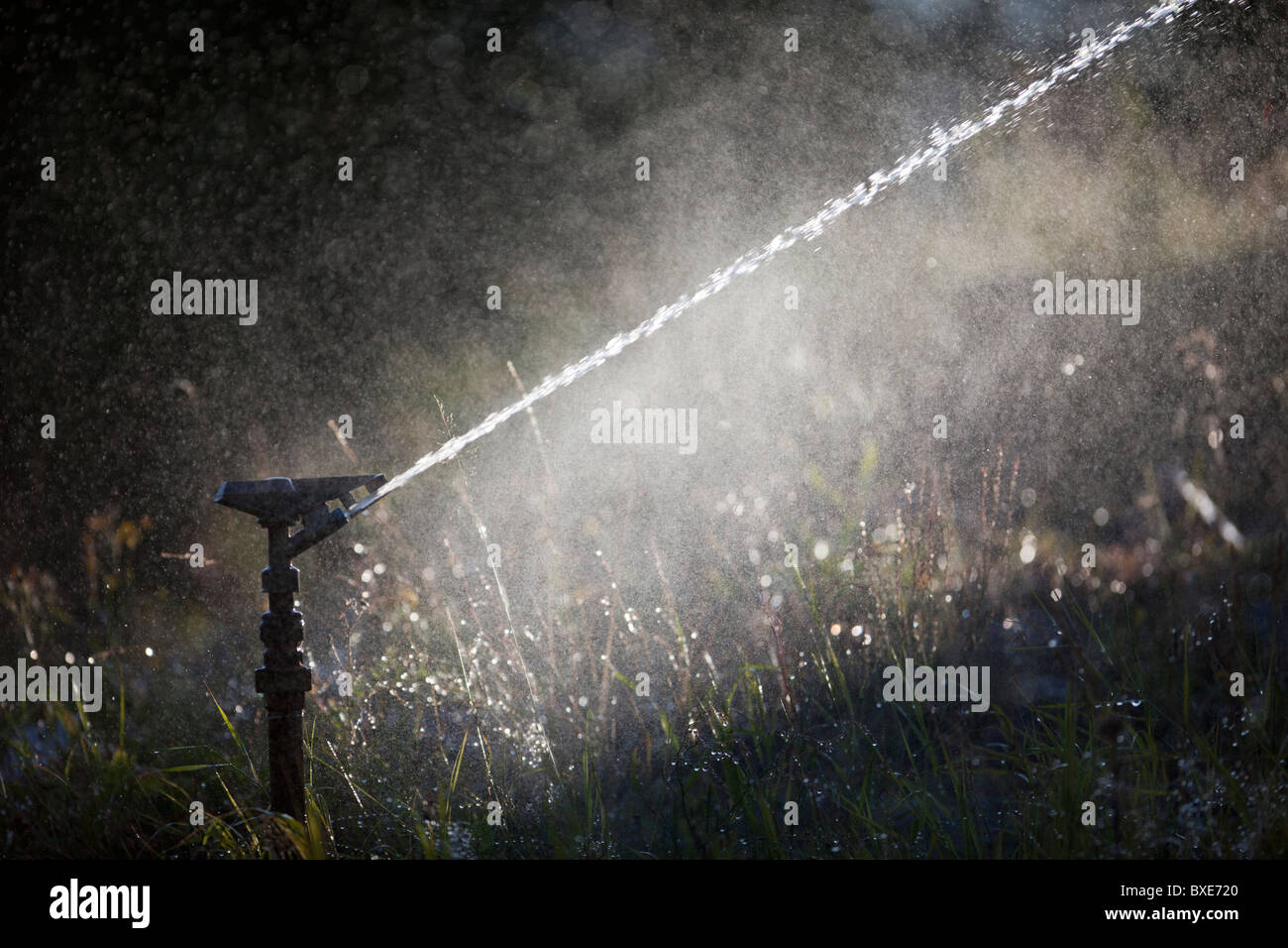 Sprinkler spraying water at garden Stock Photo - Alamy