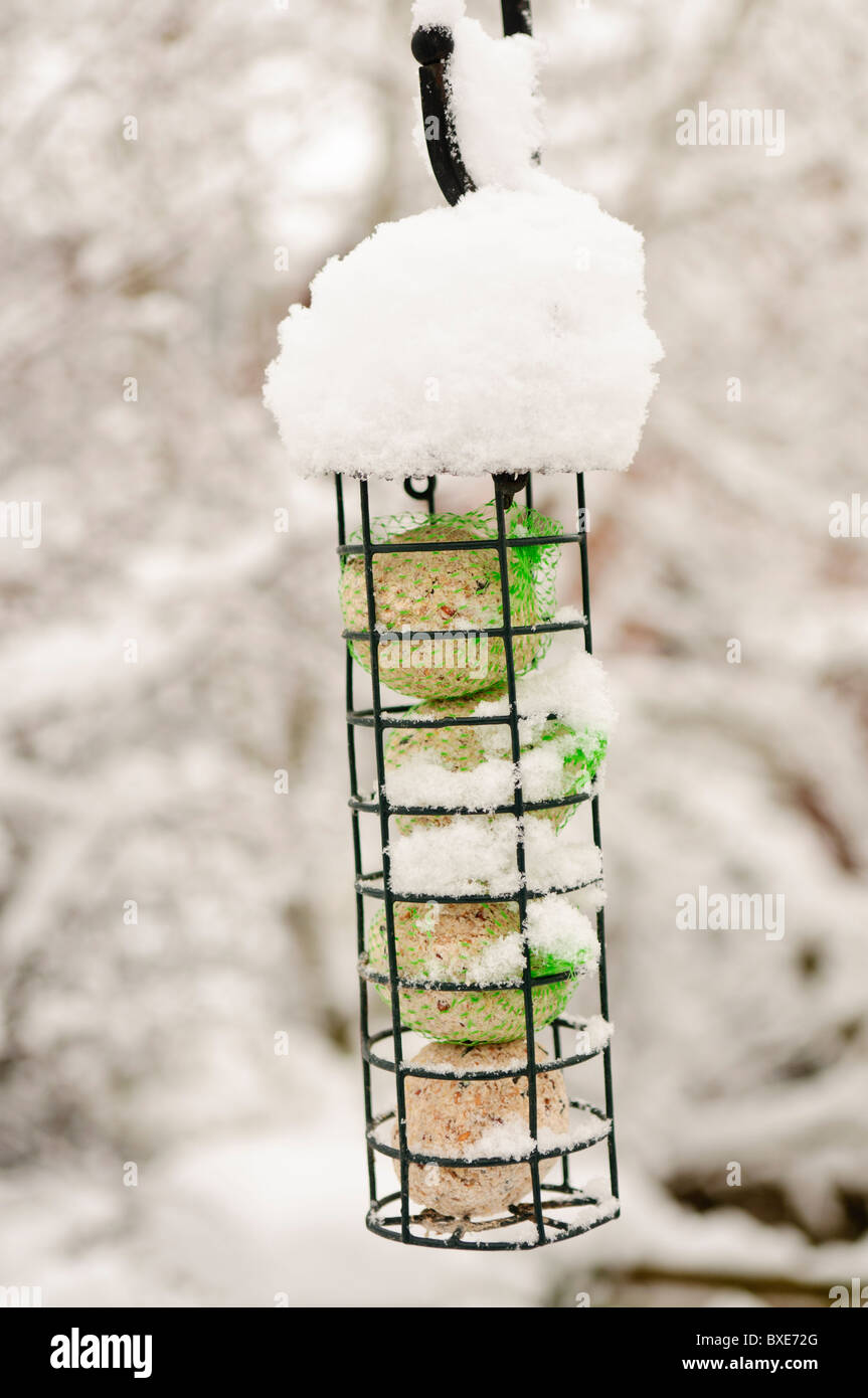 Fat balls birds hi-res stock photography and images - Alamy