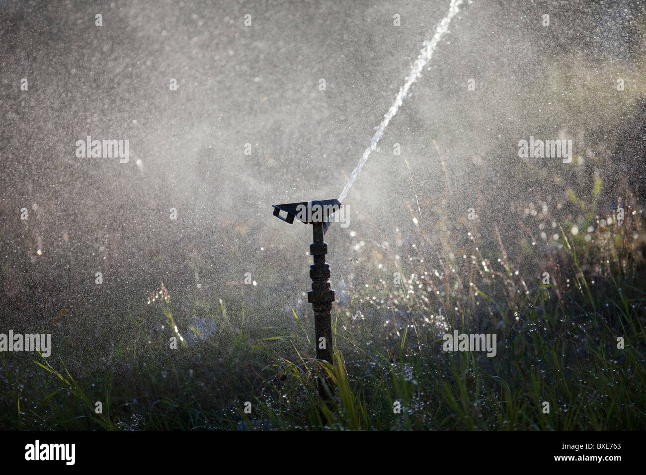 Sprinkler spraying water at garden Stock Photo - Alamy