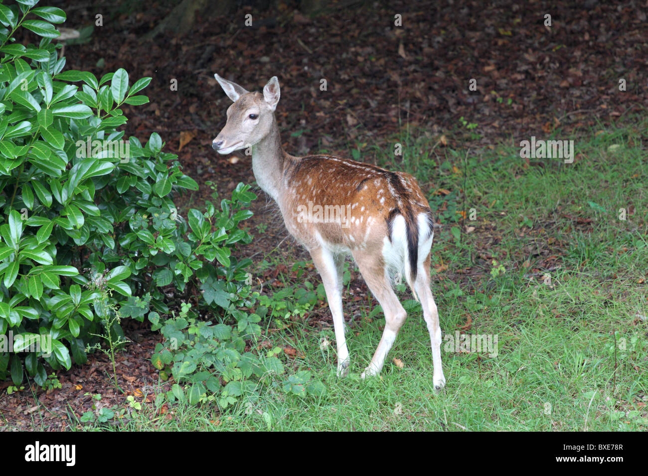 Fallow doe in late summer Stock Photo - Alamy