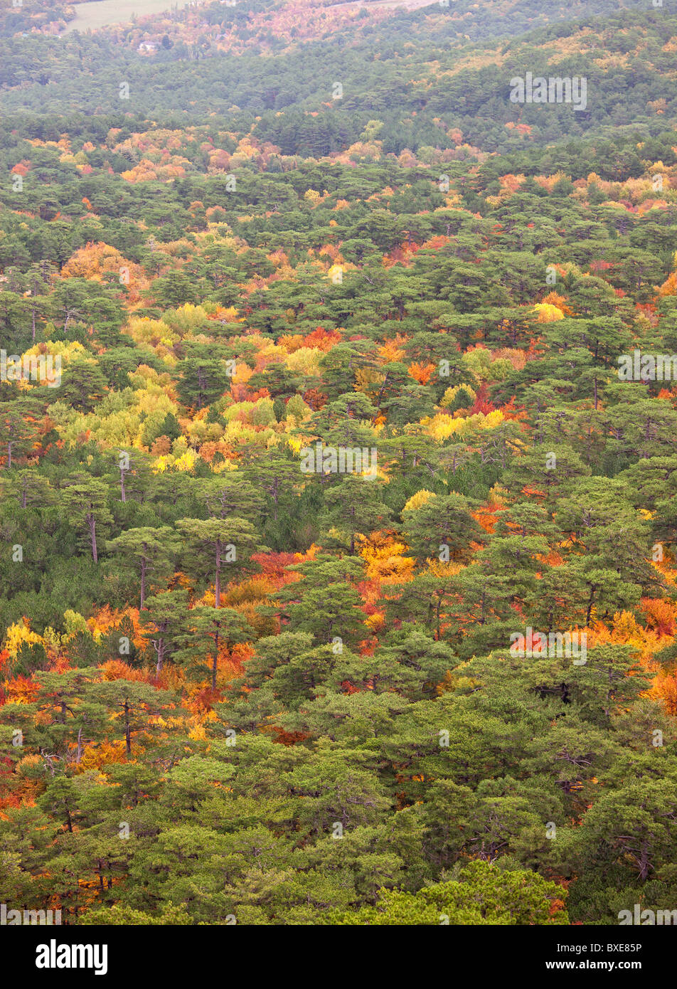 Aerial view of the fall forest Stock Photo - Alamy