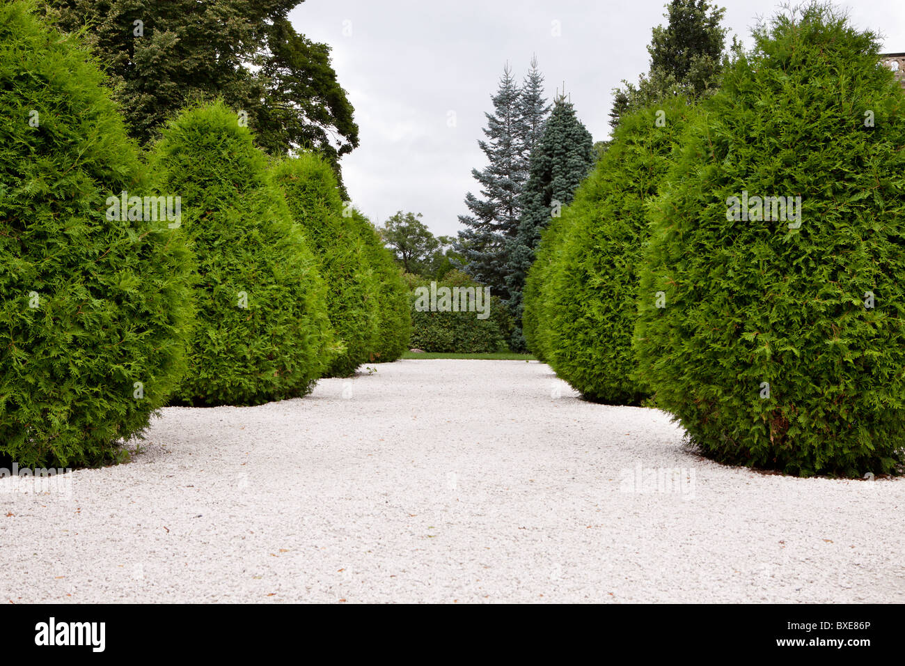 Garden alley with green bush Stock Photo - Alamy