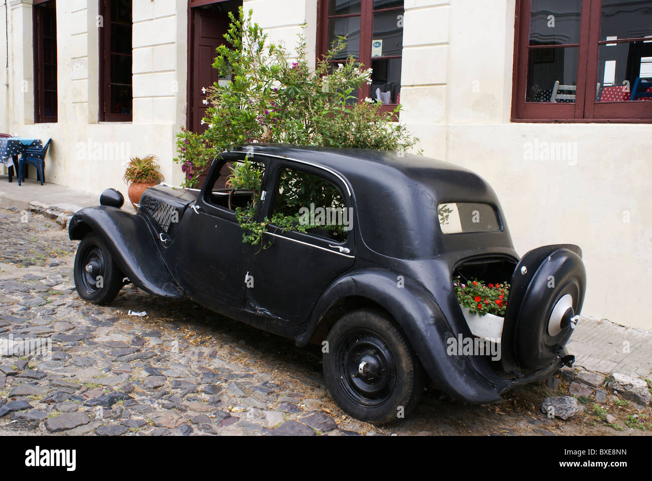 Overgrown classic Citroen Traction Avant car in Colonia del Sacramanto ...