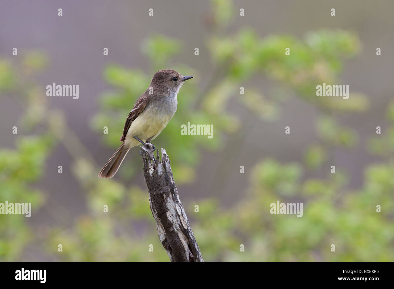 Galapagos Flycatcher (Myiarchus magnirostris), Floreana Island ...