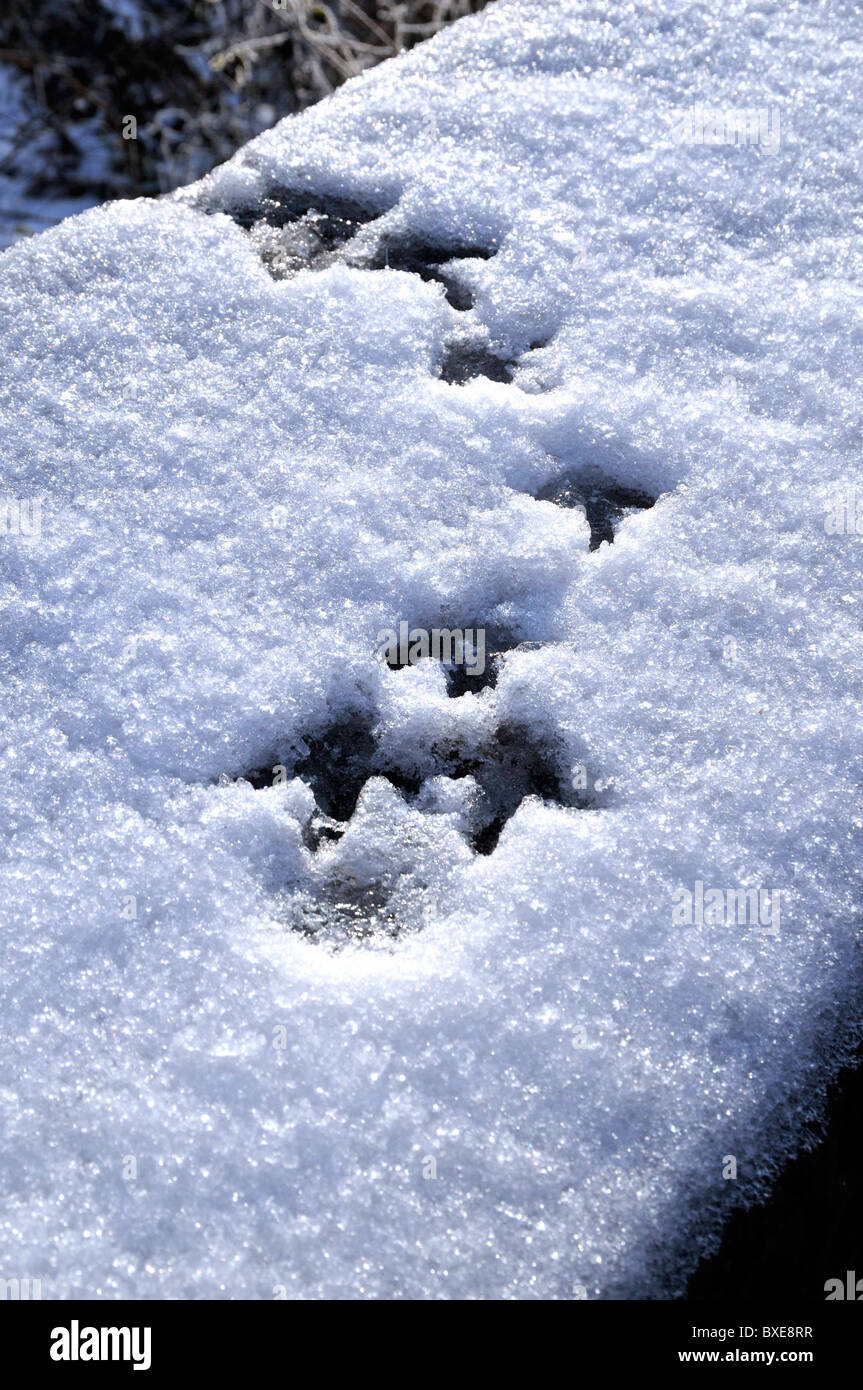 Webbed footprints in snow Stock Photo - Alamy