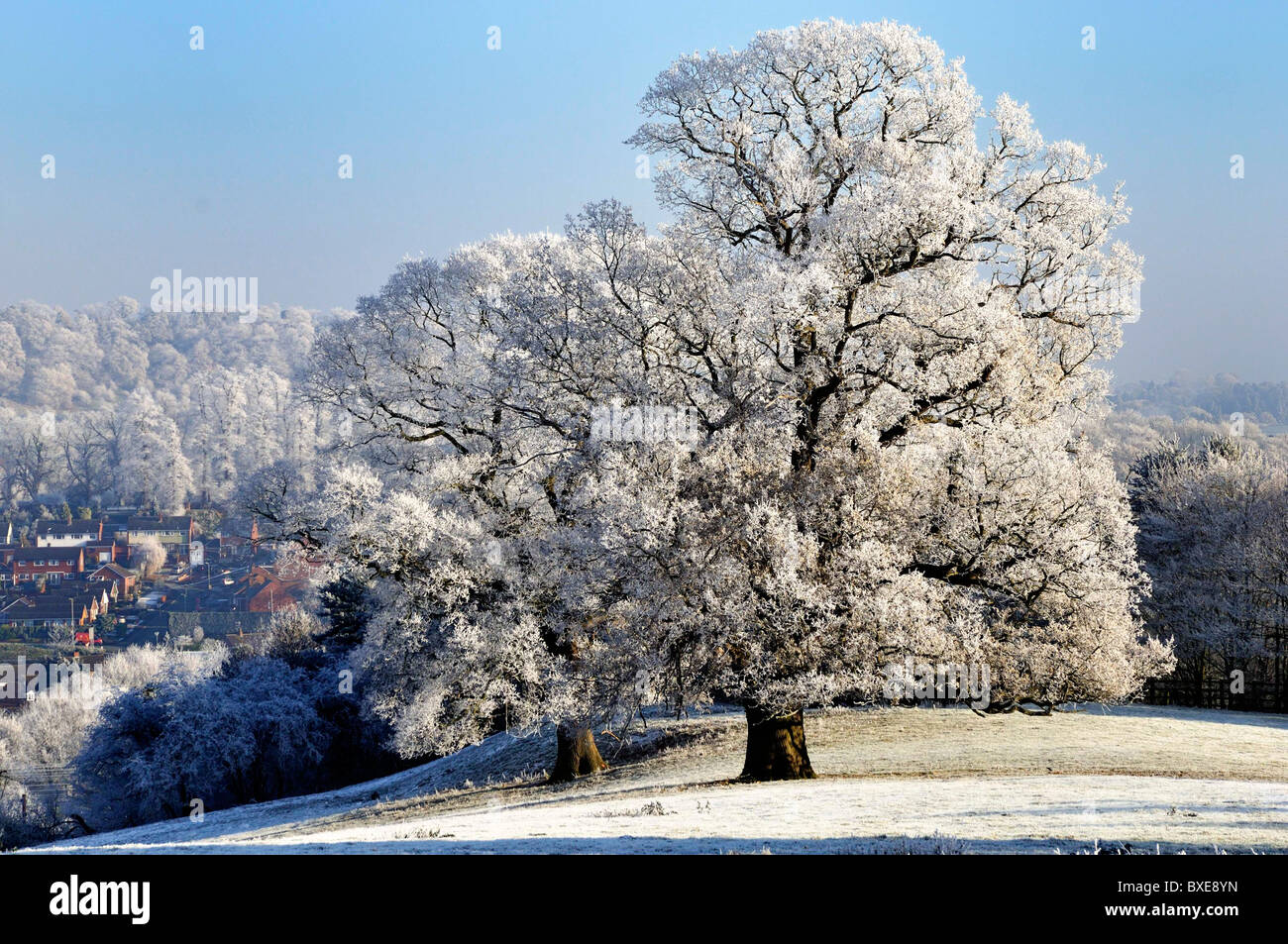Hoarfrost on tree Stock Photo - Alamy