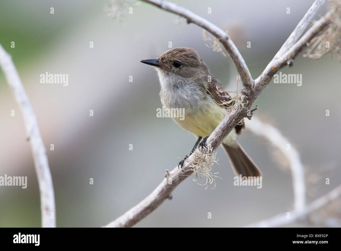 Galapagos Flycatcher (Myiarchus magnirostris), Floreana Island ...