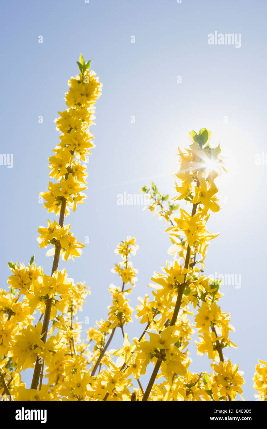 Yellow forsythia flowers Stock Photo - Alamy