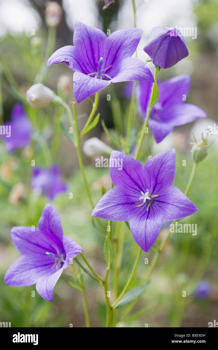 Balloon flower hi-res stock photography and images - Alamy