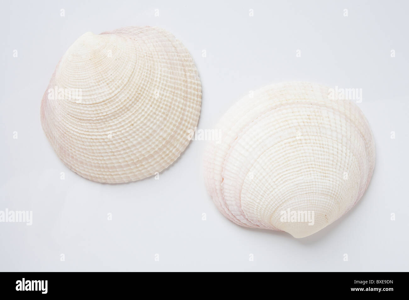 Clam shells hi-res stock photography and images - Alamy