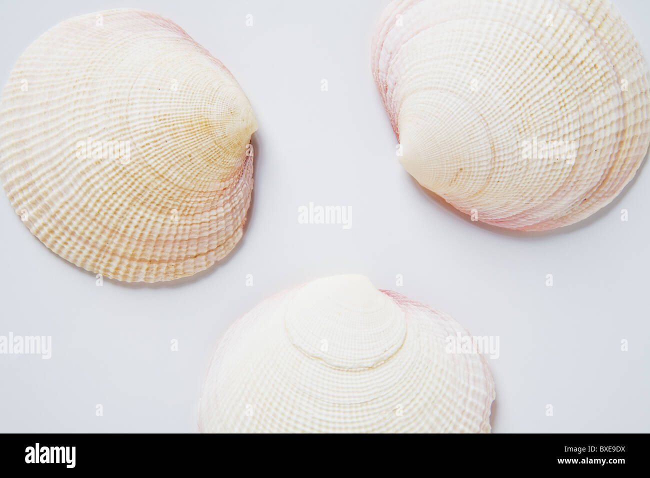 Three clam shells Stock Photo - Alamy